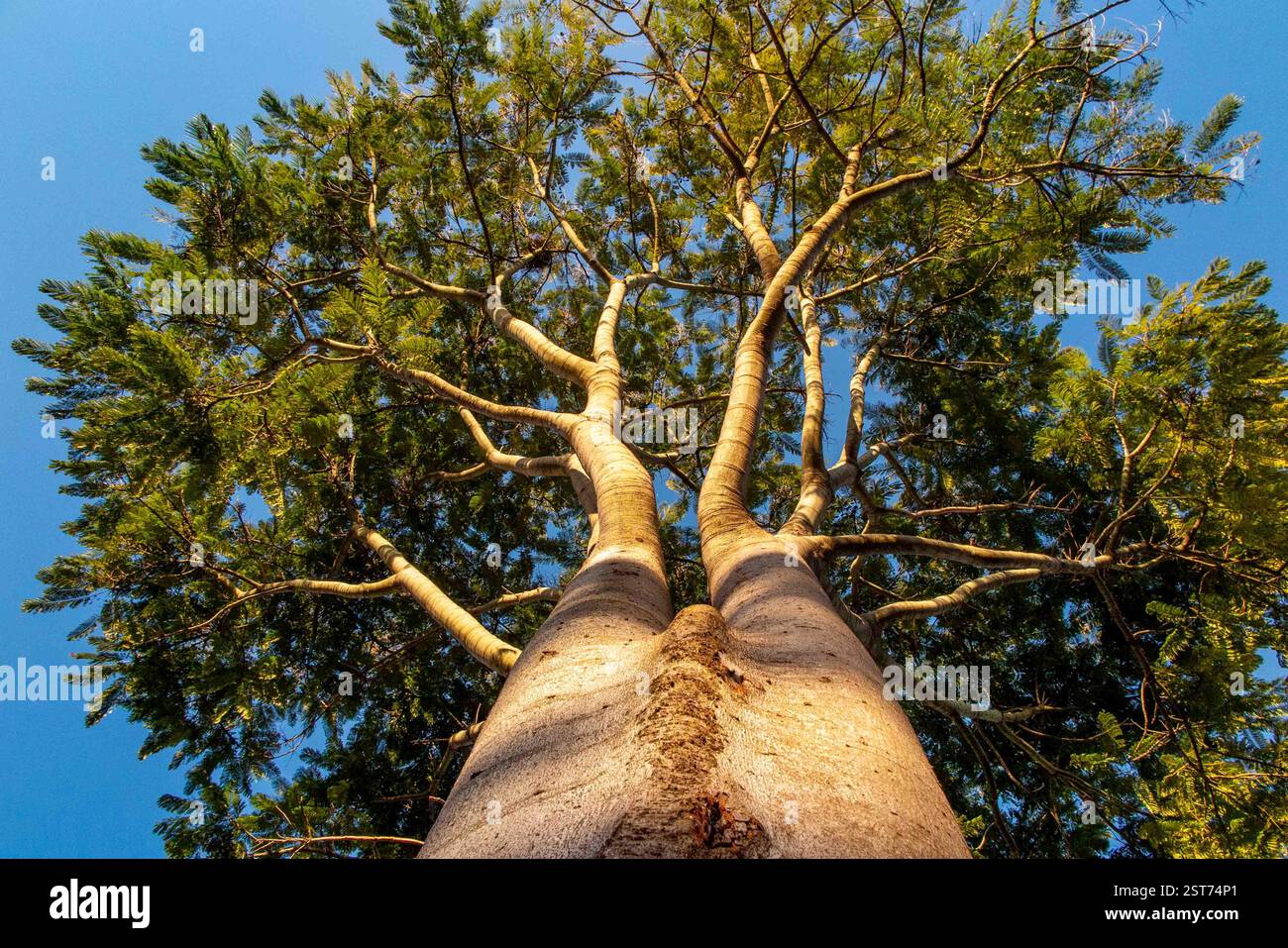 very old giant tropical tree with moss and lichens Stock Photo - Alamy