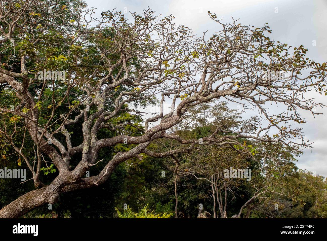 Typical tree of the Brazilian cerrado biome in an idyllic setting Stock ...