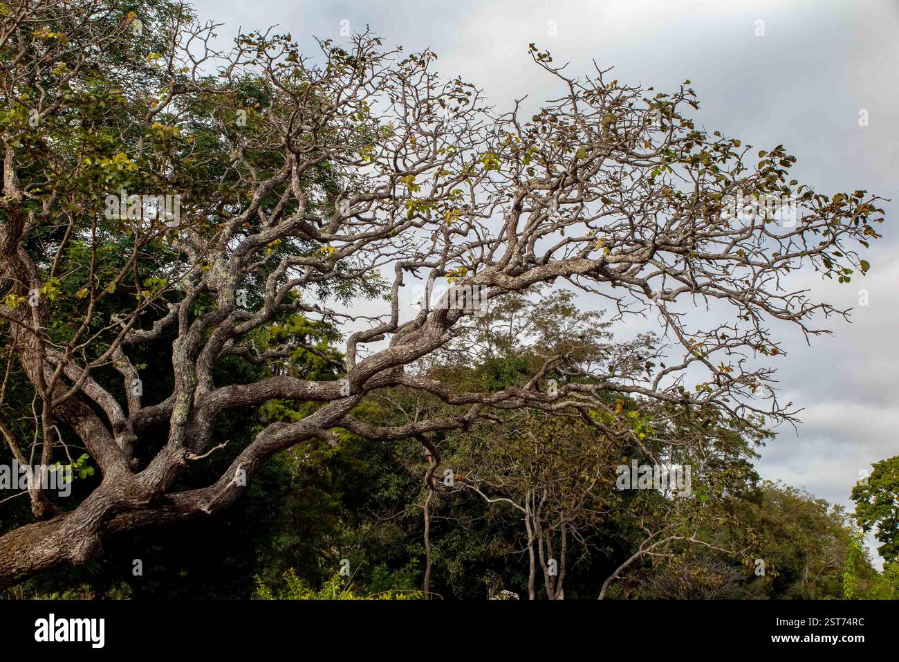Typical tree of the Brazilian cerrado biome in an idyllic setting Stock ...