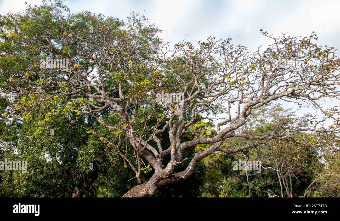 Typical tree of the Brazilian cerrado biome in an idyllic setting Stock ...