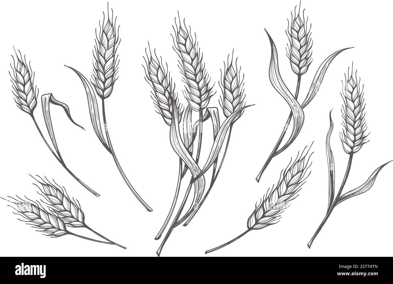 Wheat spike branch Cut Out Stock Images & Pictures - Alamy