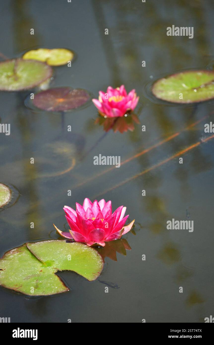 Two beautiful pink lotus flowers Stock Photo - Alamy