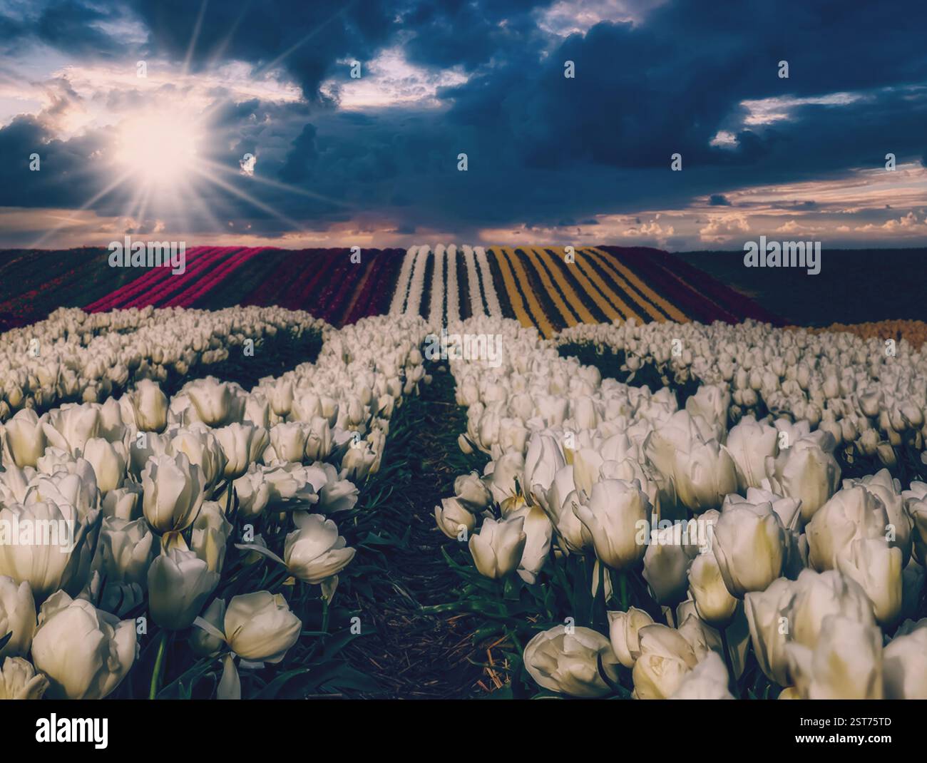 Tulip flowers field sunset hi-res stock photography and images - Alamy