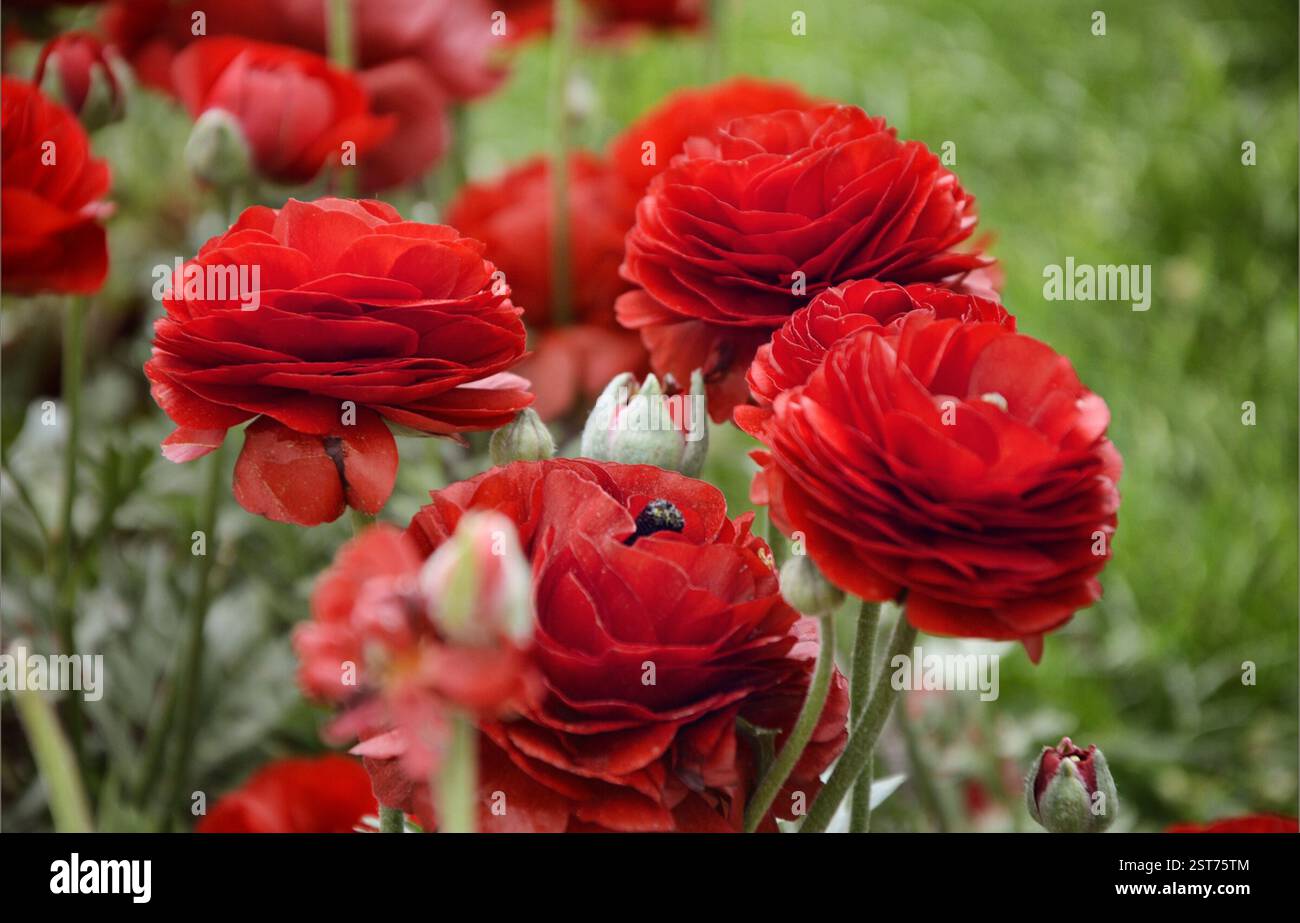 Red flowers of ranunculus. Bunch of red flowers are in a garden. The ...