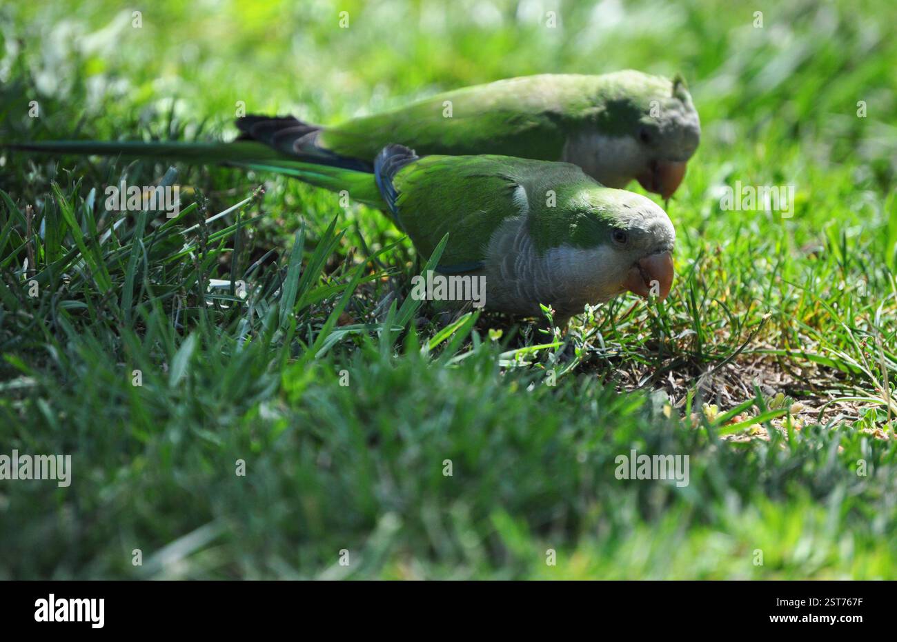 Green parrots in grass hi-res stock photography and images - Alamy