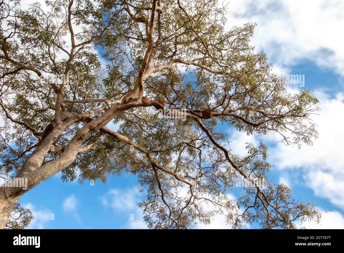 Typical tree of the Brazilian cerrado biome in an idyllic setting Stock ...