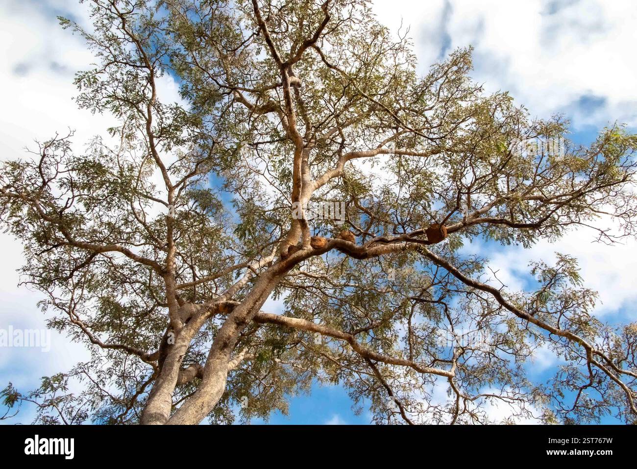 Typical tree of the Brazilian cerrado biome in an idyllic setting Stock ...