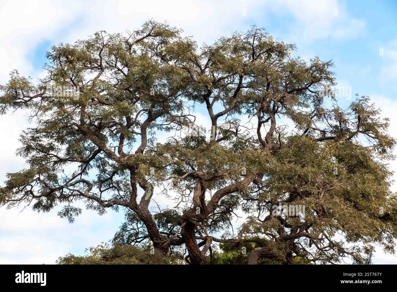 Typical tree of the Brazilian cerrado biome in an idyllic setting Stock ...