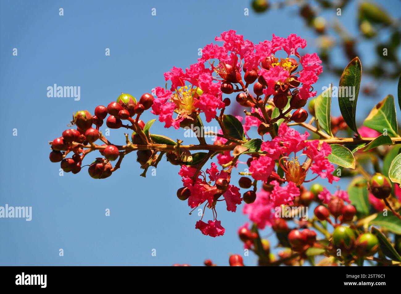 Lagerstroemia indica, pink flowers of the Jupiter tree Stock Photo - Alamy