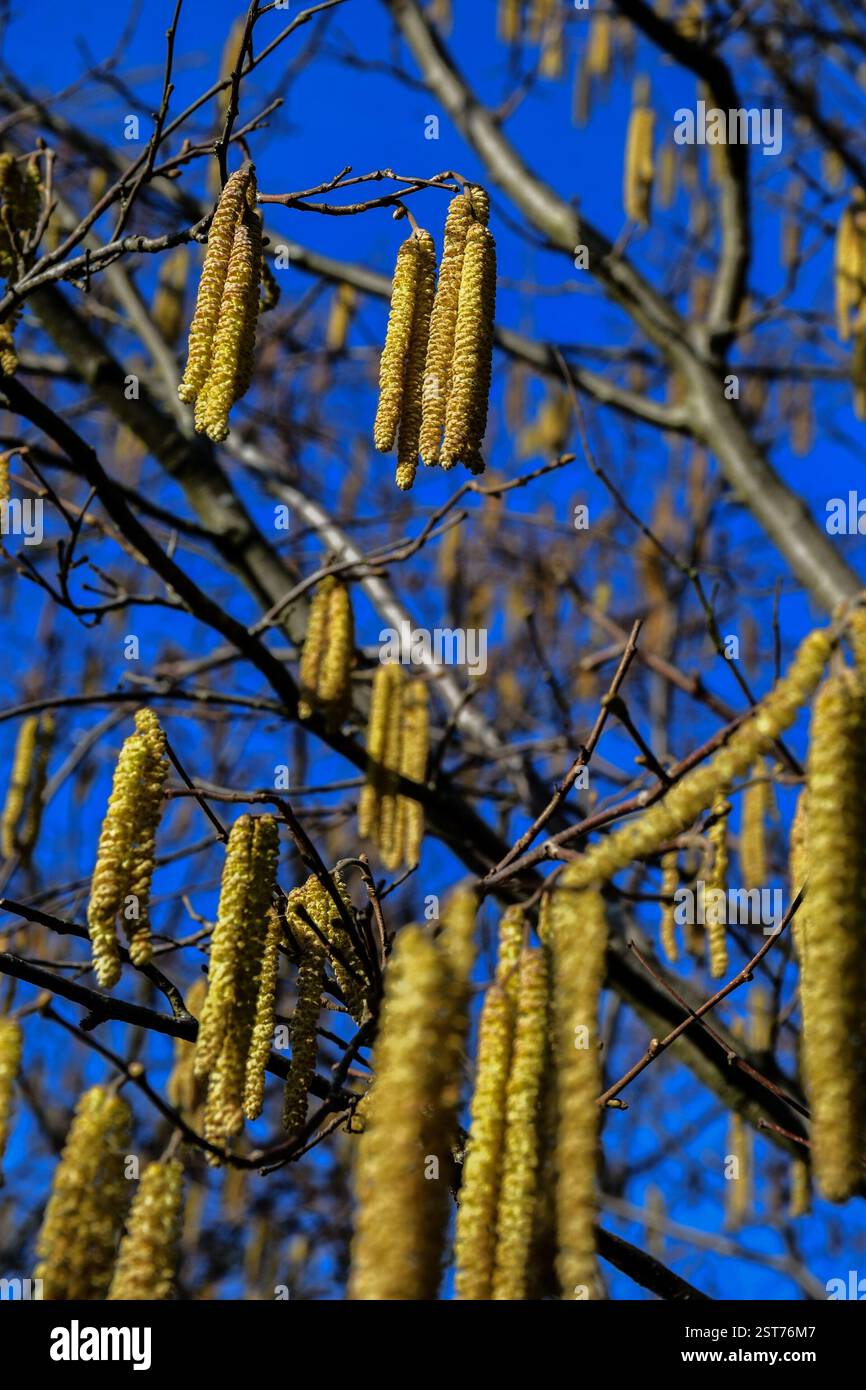 Kitten of a hazel tree in winter in the village of Saint-Maurice-l'Exil ...