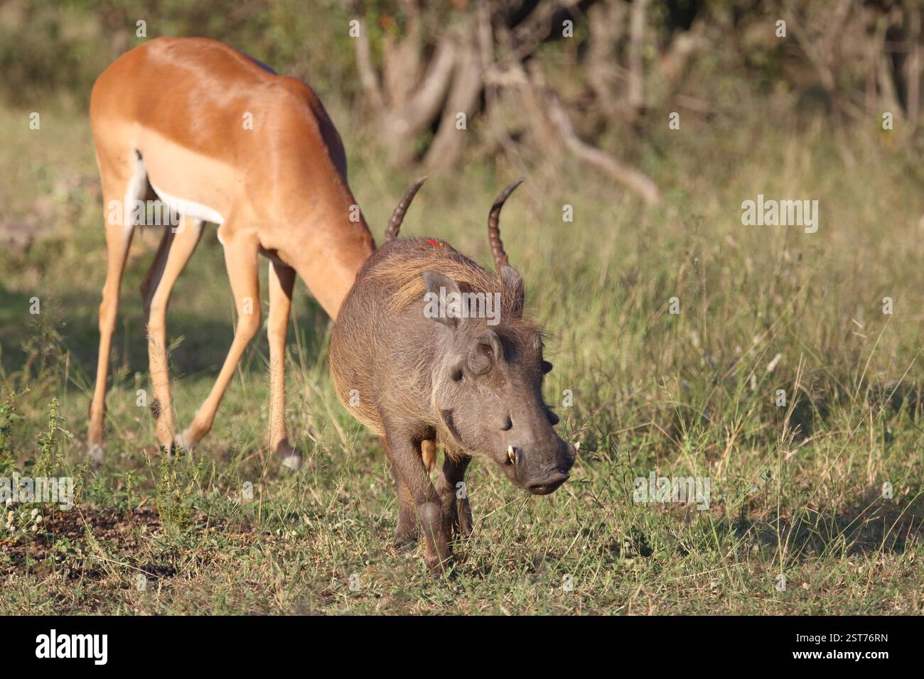 Schwarzfersenantilope und Warzenschwein / Impala and Warthog ...