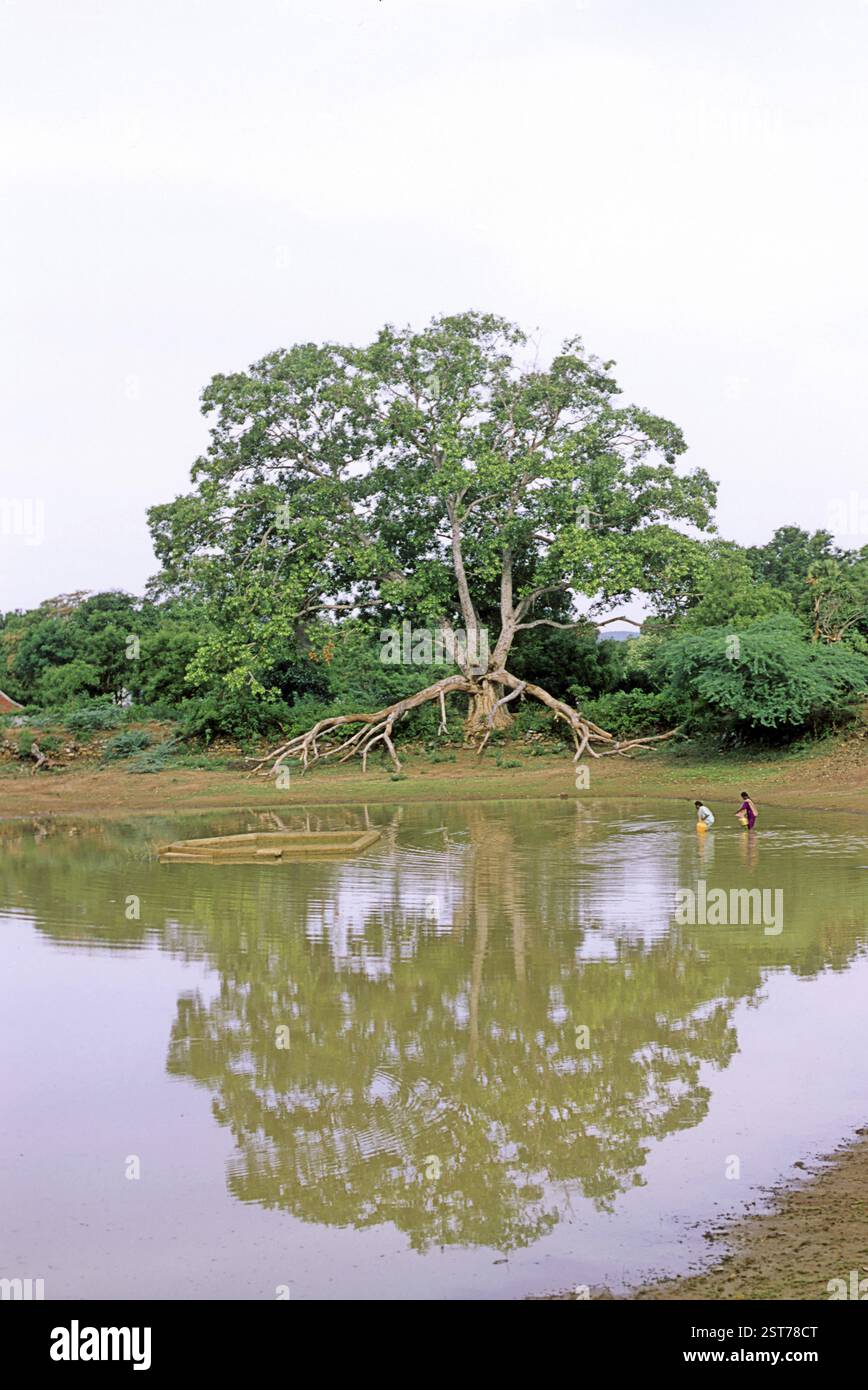 Peepal tree (ficus religiosa), india Stock Photo - Alamy
