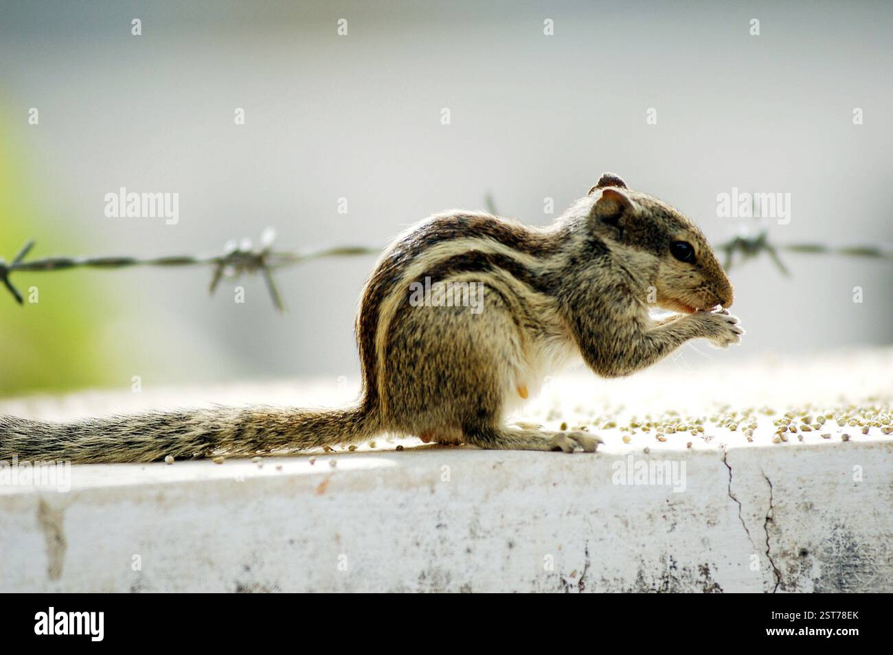 Squirrel eating (five palm Squirrel Funambulus pennanti Stock Photo - Alamy
