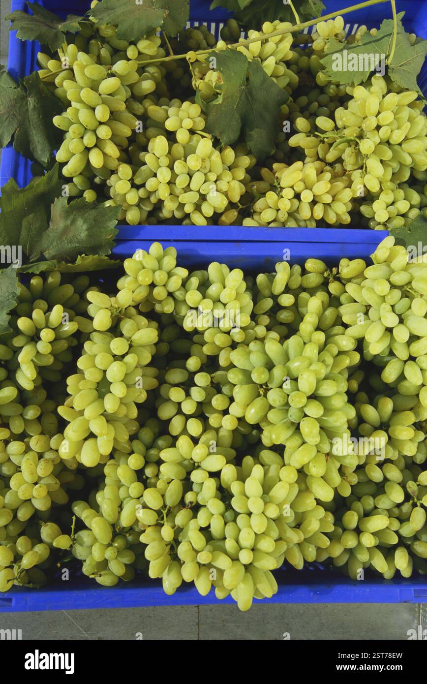 Fruits, Green Grapes in buckets, nashik, maharashtra, india Stock Photo ...