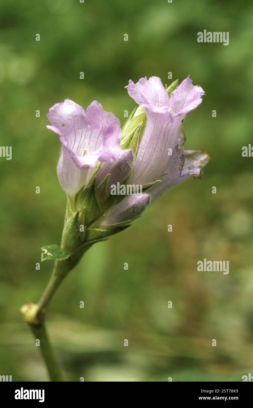 Phlebophyllum kunthianus nees strobilanthes kunthianus nees kurinji ...