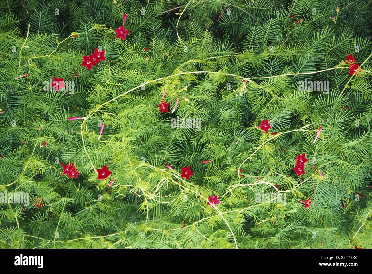 Cypress vine morning glory hi-res stock photography and images - Alamy
