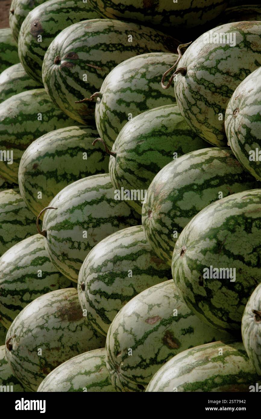 Watermelons on pile for sale hi-res stock photography and images - Alamy