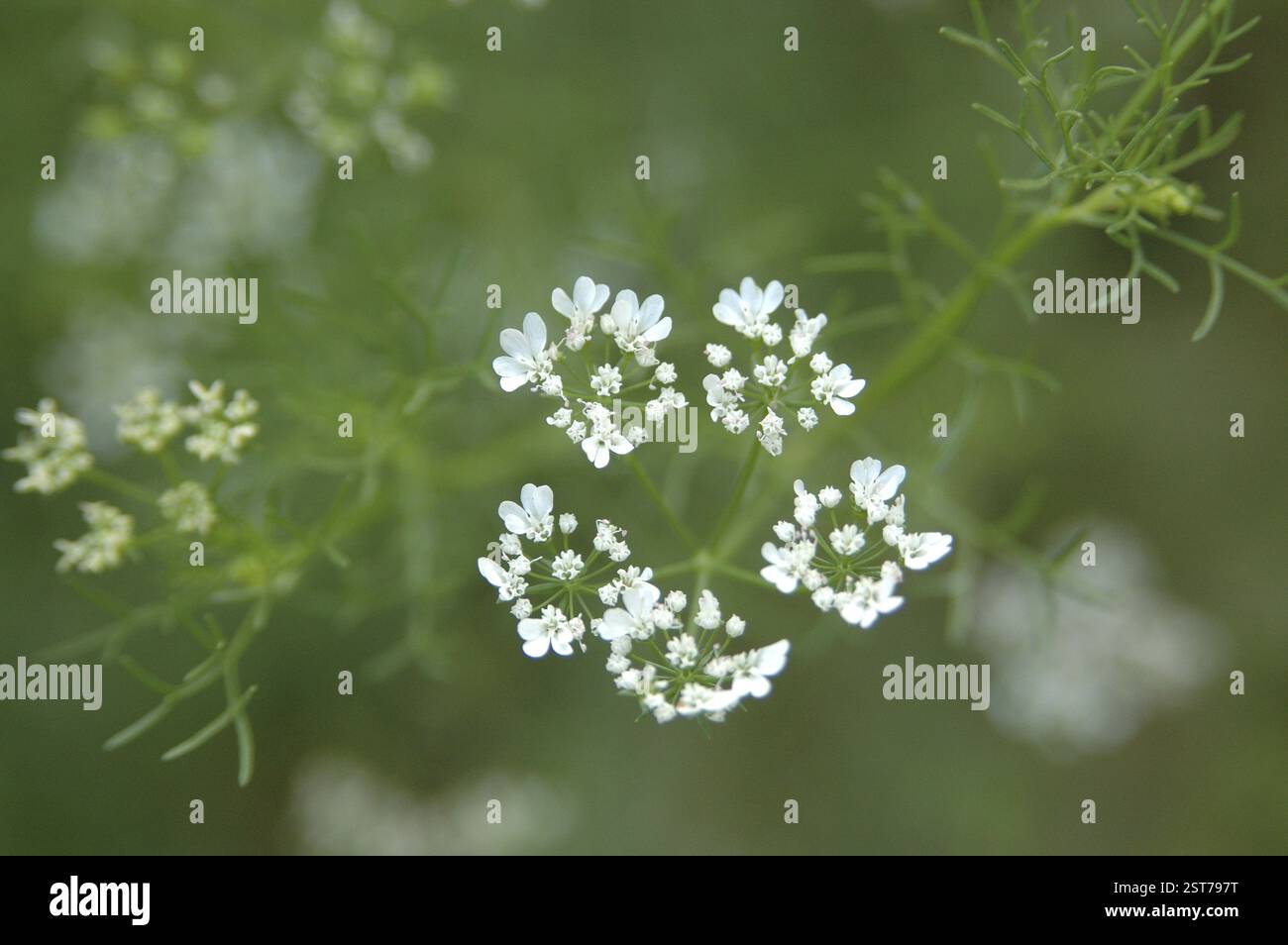 Coriander (Coriandrum sativum) plant and flowers, spice, Coriander ...