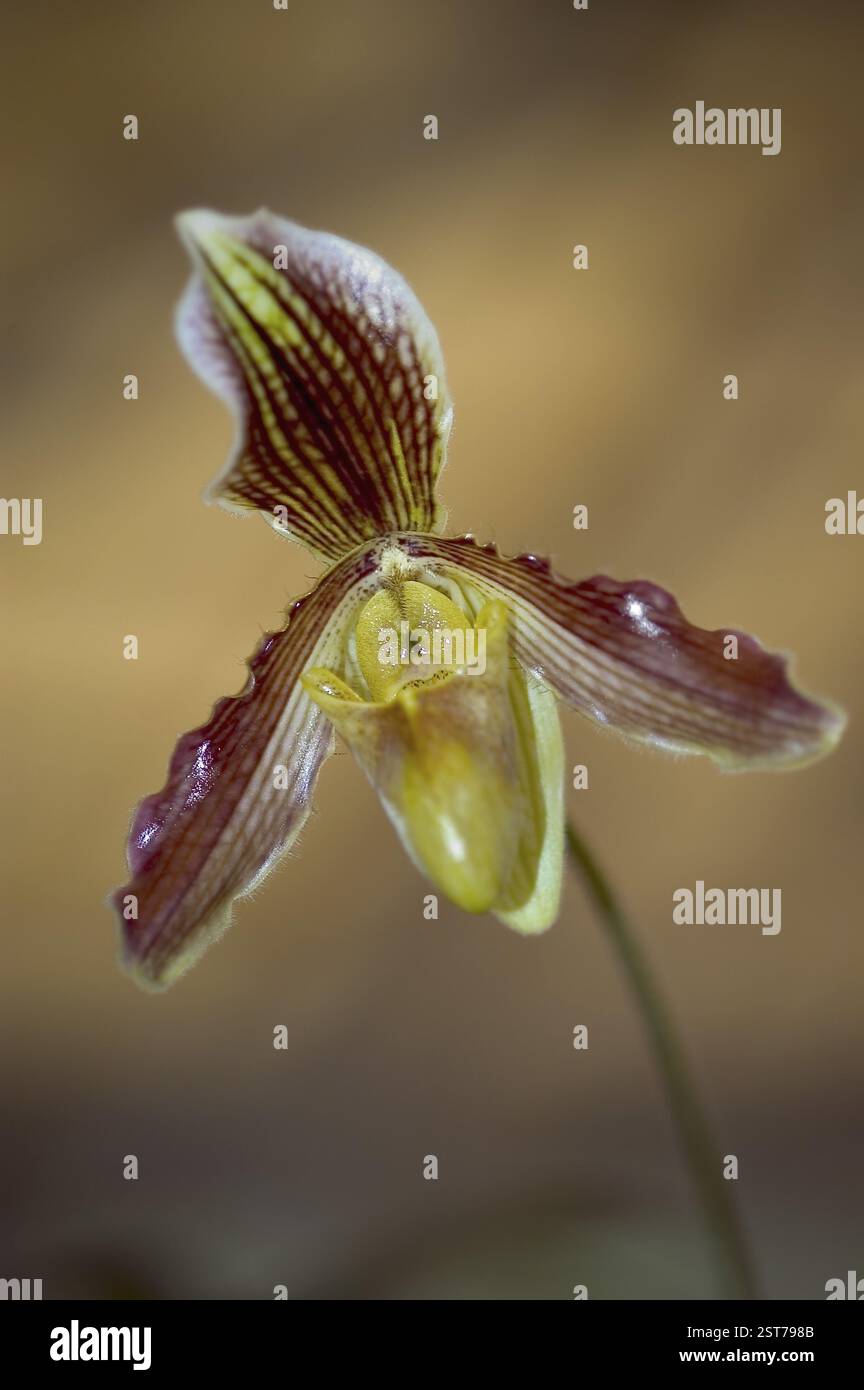 Wild Flowers, Dendrobium Orchid, Lady Sleeper, at TP, Arunachal Pradesh ...