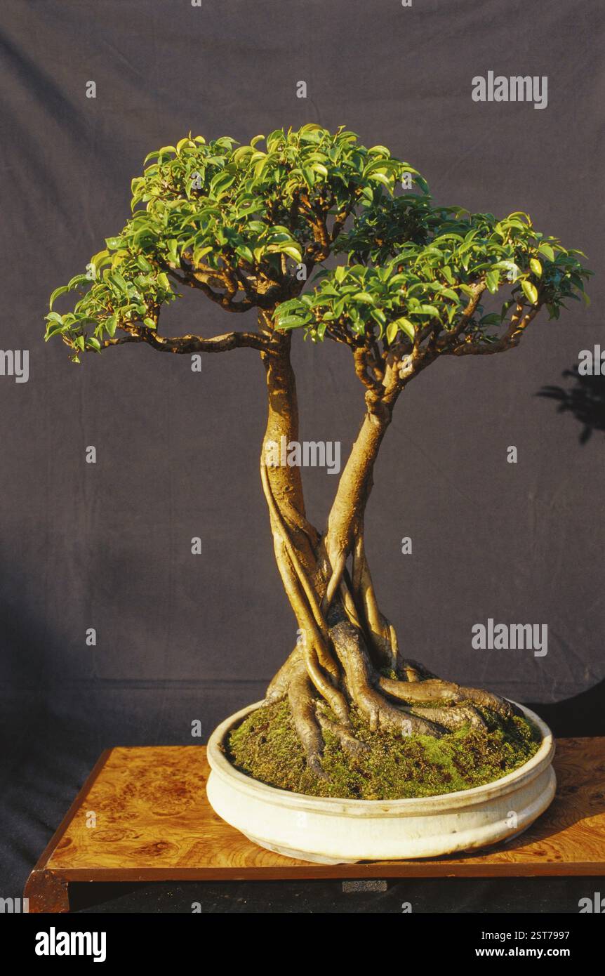 Ficus benjamina, twin trunk style, twelve year, silvassa UT, india ...