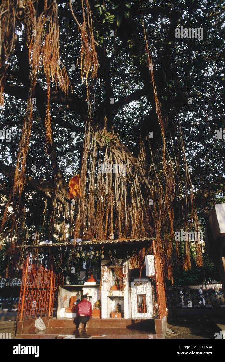 Temple under Vat or and Banyan Tree, bombay mumbai, maharashtra, india ...