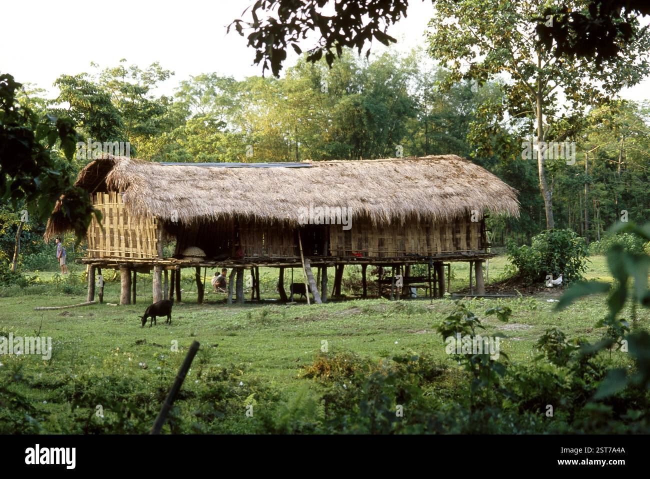 House stilts majuli assam india hi-res stock photography and images - Alamy
