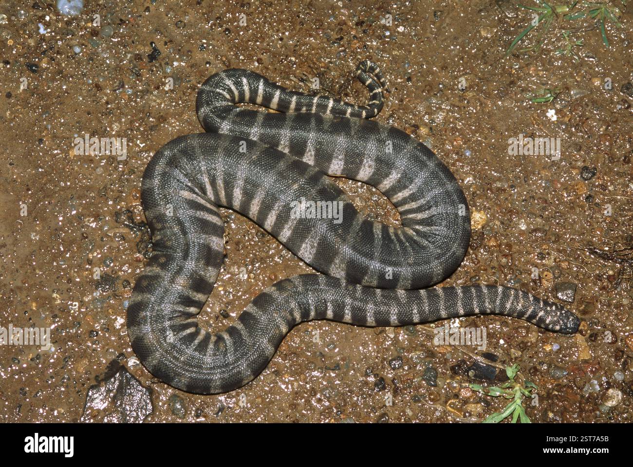 File snake hi-res stock photography and images - Alamy