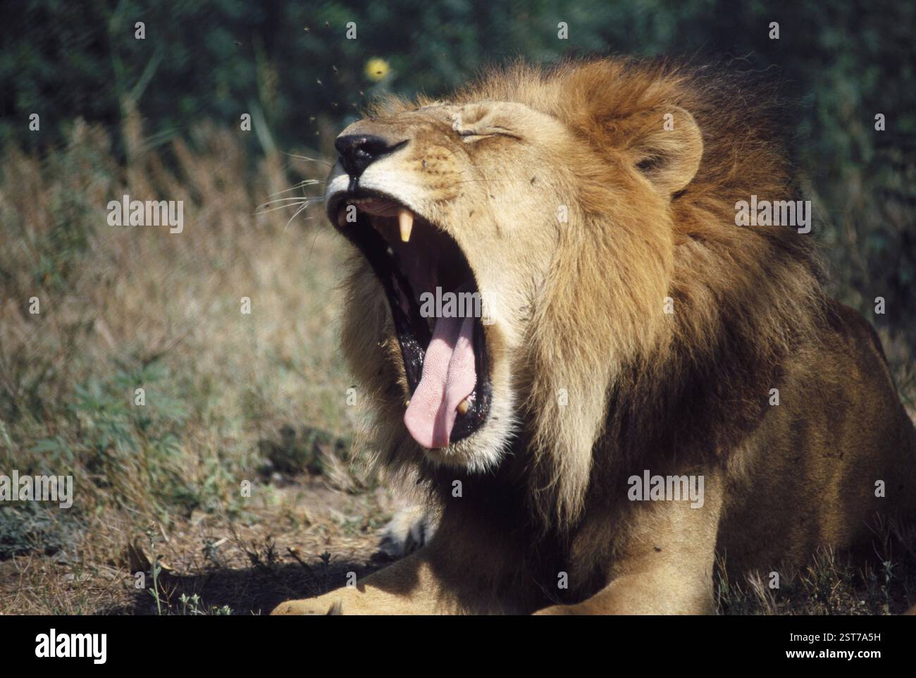 Lion Yawning (Panthera Leo), india Stock Photo - Alamy