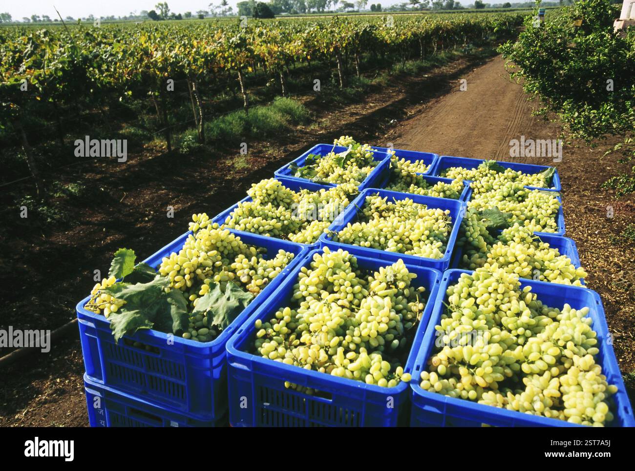 Fruits, grapes, nasik, maharashtra, india Stock Photo - Alamy