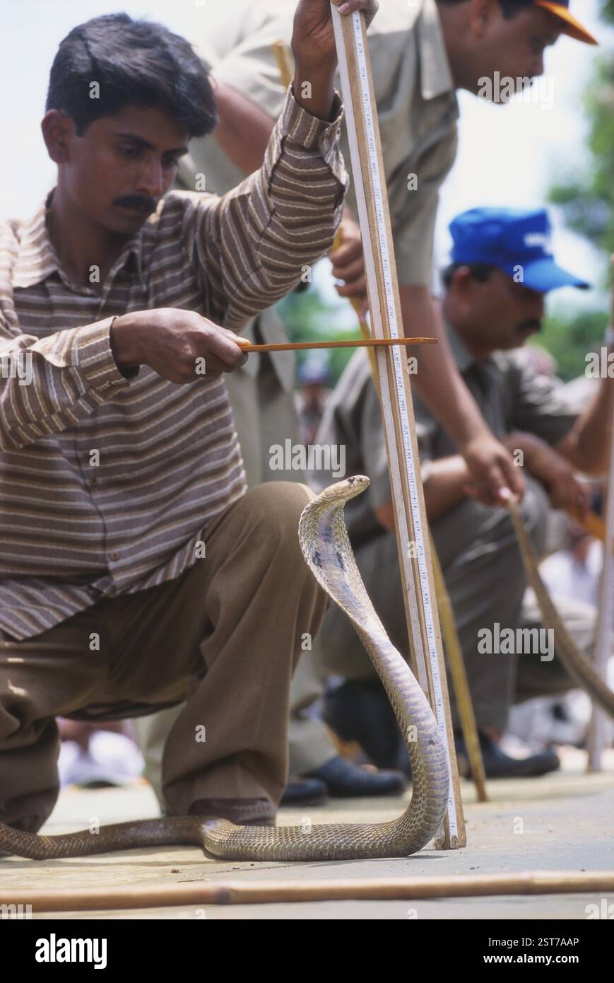 Reptiles, King Cobra with charmer (Naja Naja) with hood open ...