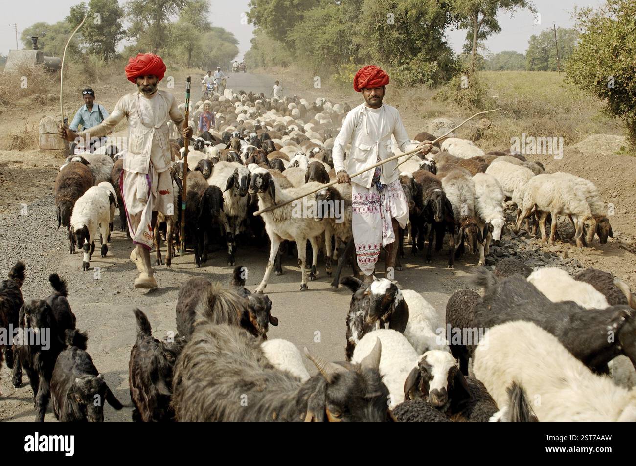 Shepherd Sheep and Goats, Akola, Akot, Maharashtra, India, Asia Stock ...
