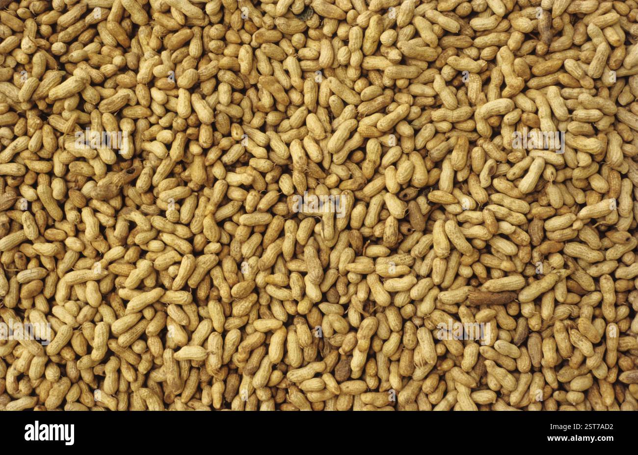 Group of groundnuts hi-res stock photography and images - Alamy
