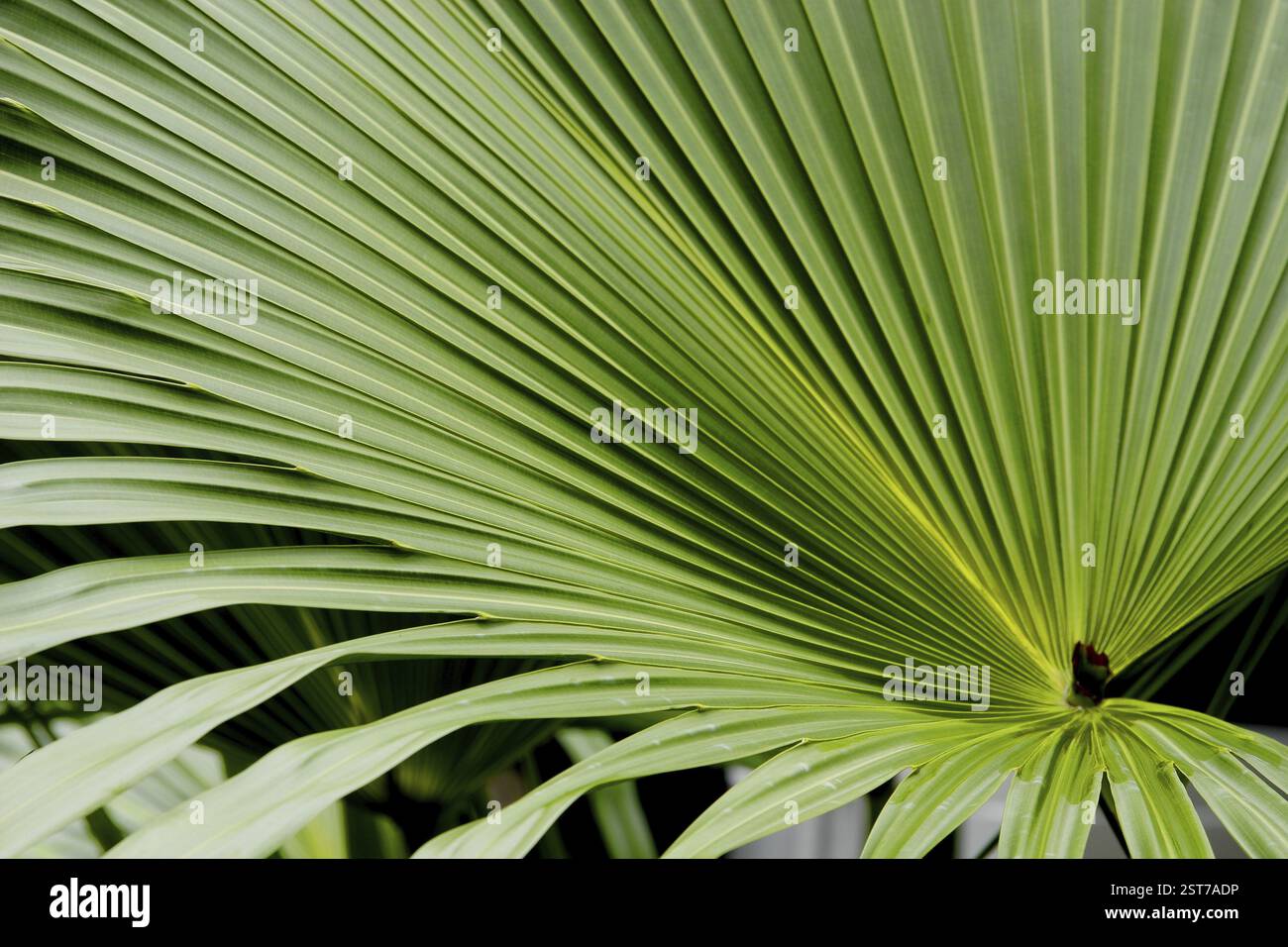 Variety of plant structures hi-res stock photography and images - Alamy