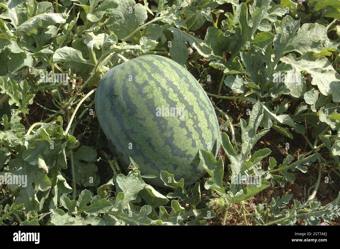 Fruits, WaterMelon, Botanical Name, Citrullus vulgaris, Family, Cucurbitaceae, Sweet, Red in ...