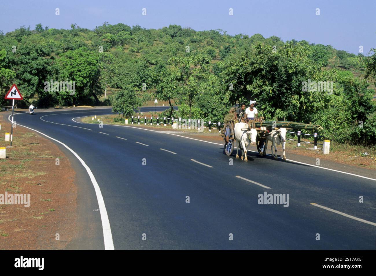 Bullock cart passing on road, goa highway, Maharashtra, India, Asia ...
