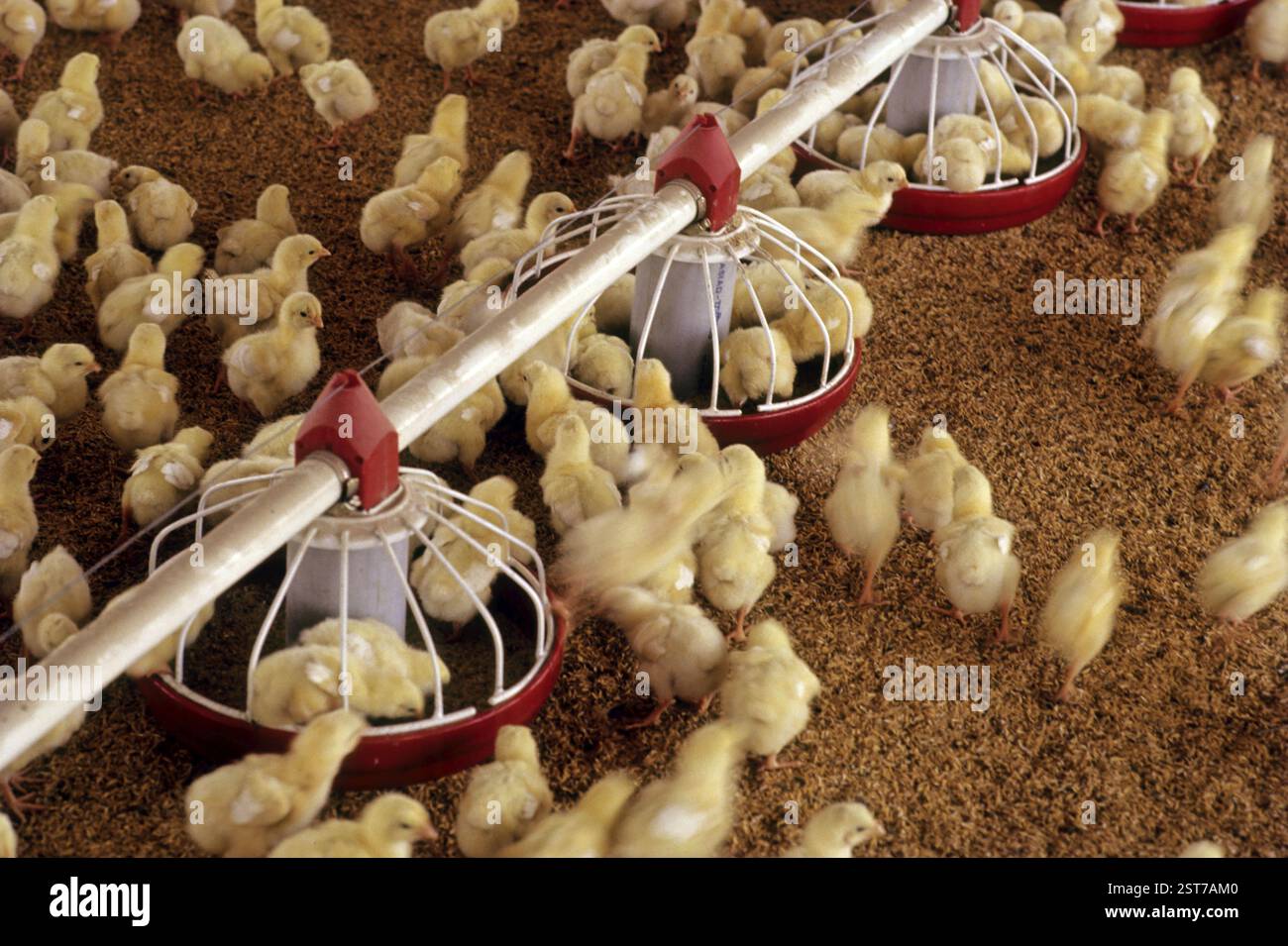 Poultry animal feeds hi-res stock photography and images - Alamy