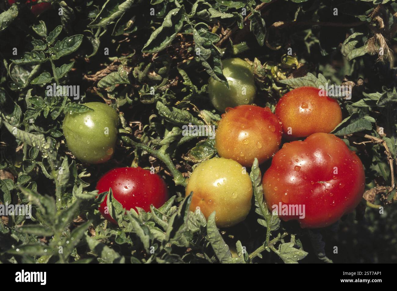 Vegetable, tomatoes, india Stock Photo - Alamy
