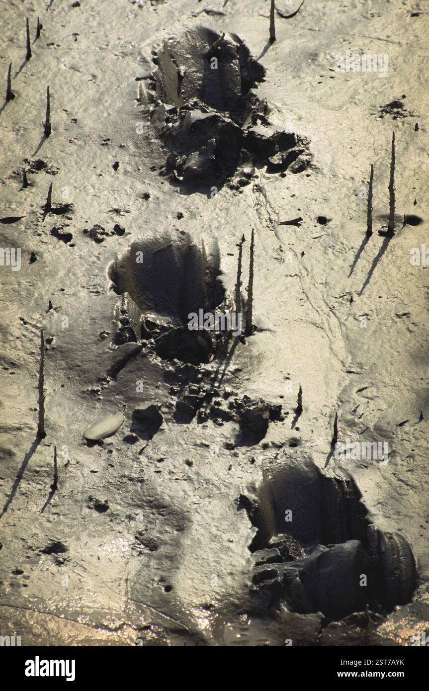 Pug marks hi-res stock photography and images - Alamy