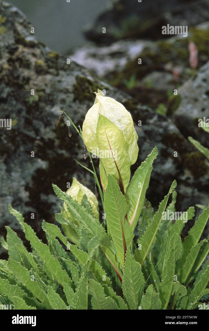 Brahma Kamal or himalaya brahma's lotus Saussurea abvallata Stock Photo ...