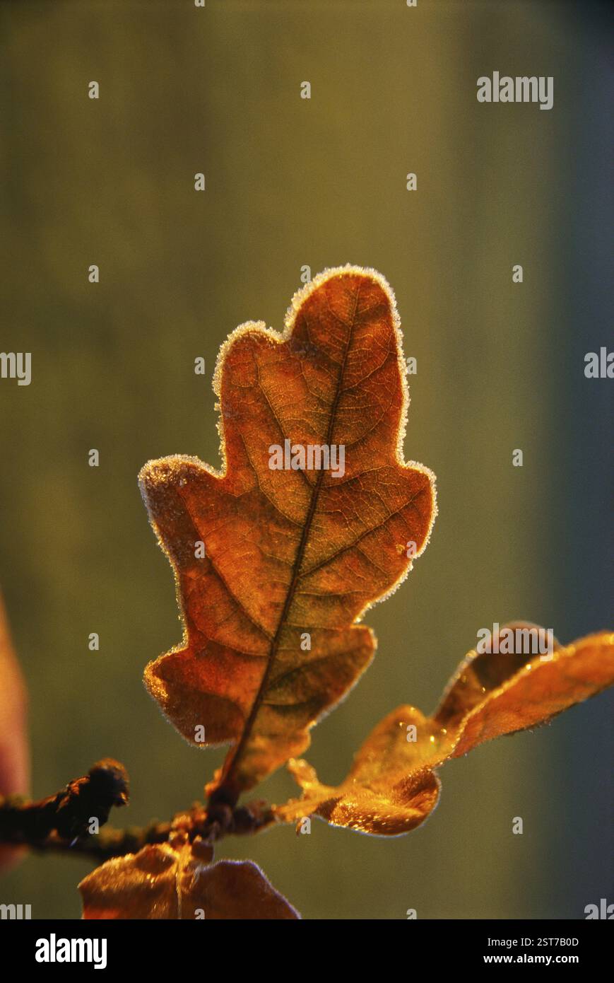 Frosted blood hi-res stock photography and images - Alamy