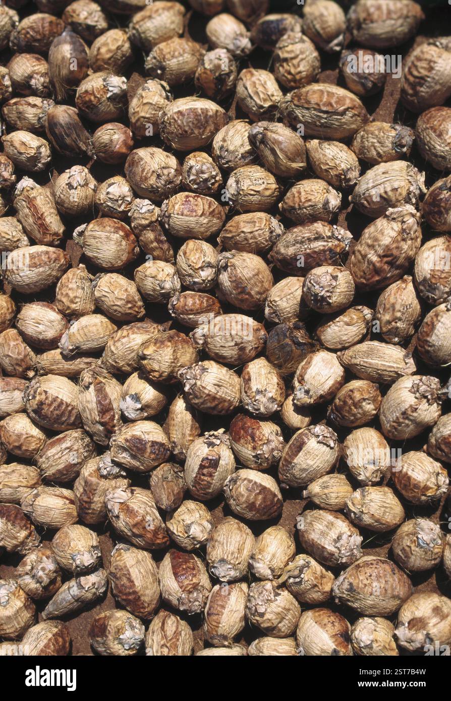 Betelnuts, palshet, chiplon, maharashtra, india Stock Photo - Alamy