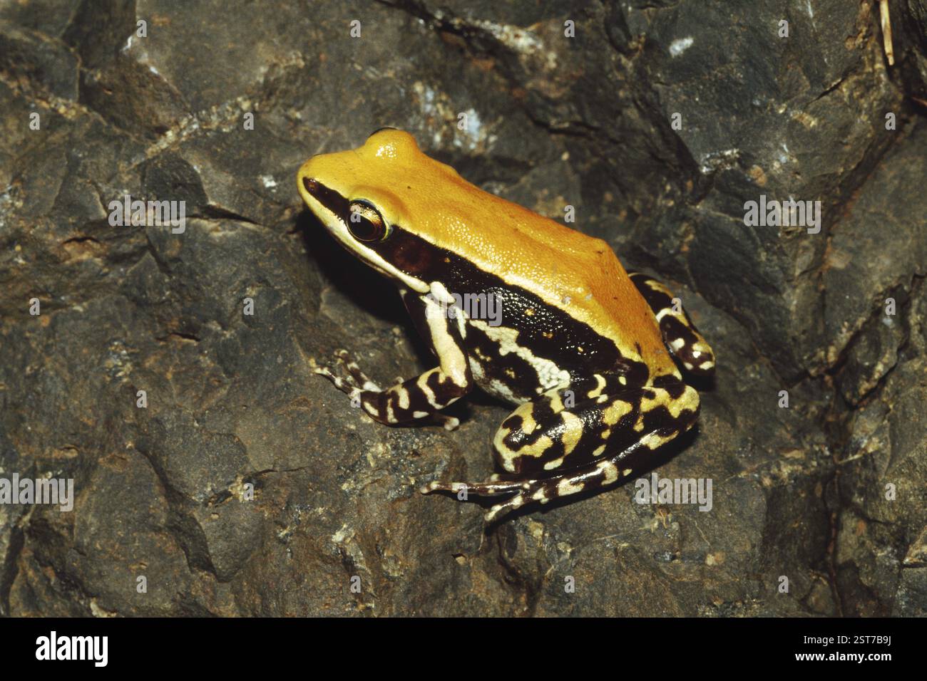 Amphibians, Frogs, Indian malabar fungoid frog Rana malabarica, india ...