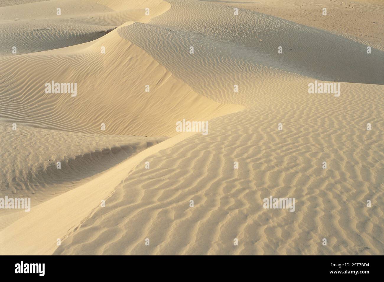 Khuri desert in jaisalmer at rajasthan, India, Asia Stock Photo - Alamy