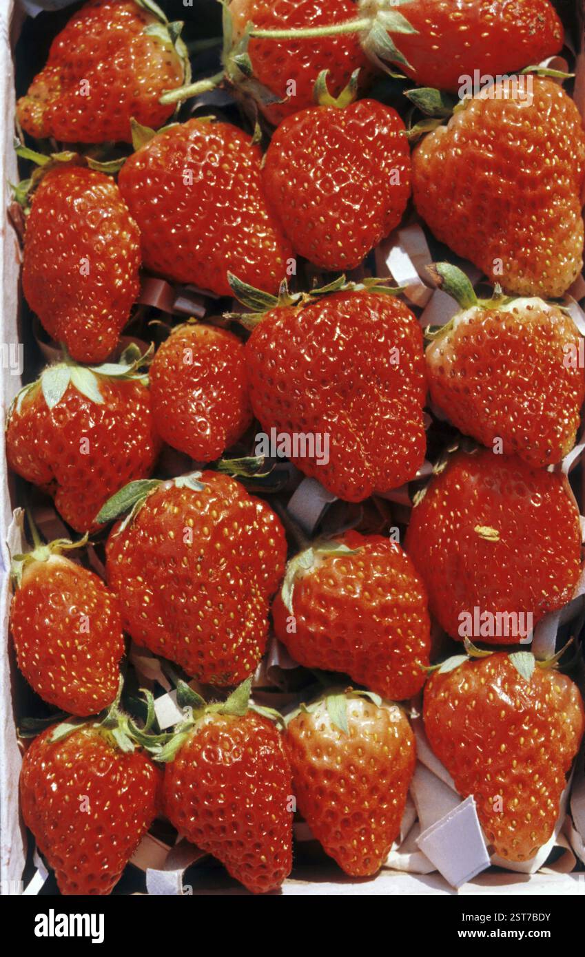 Packed strawberry hi-res stock photography and images - Alamy