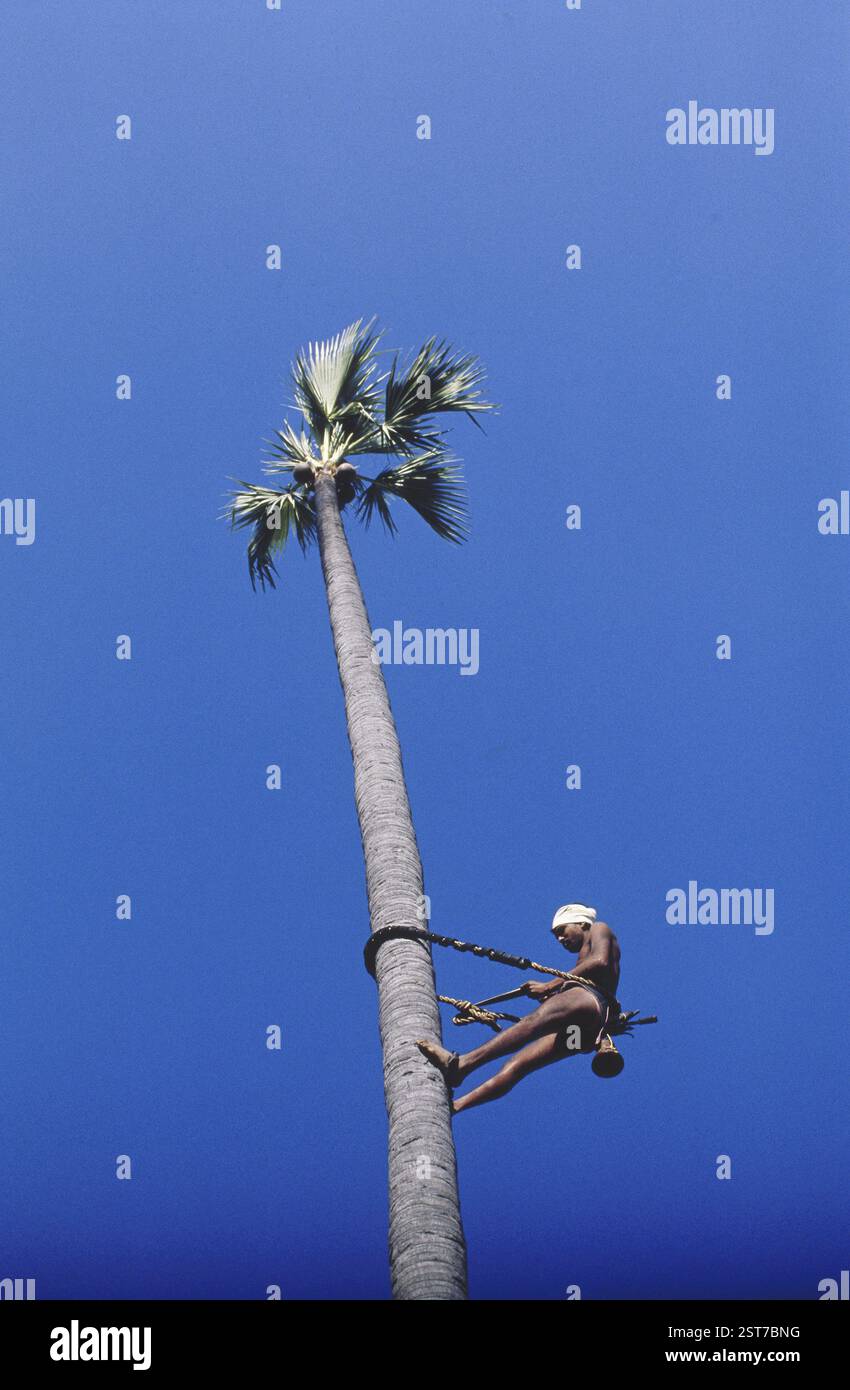 Climbing palm tree to collect toddy, warangal, andhra pradesh, india ...