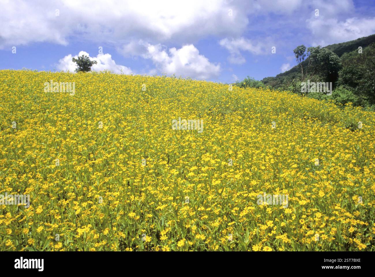 Indian mustard field hi-res stock photography and images - Alamy