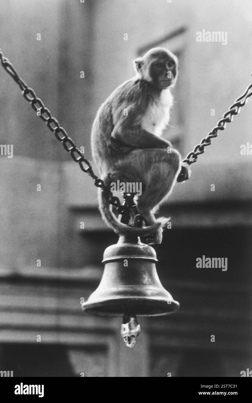 Bell socket hi-res stock photography and images - Alamy