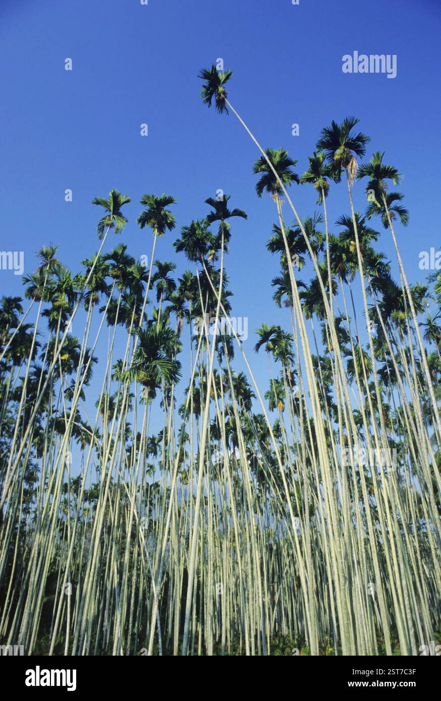 Areca trees hi-res stock photography and images - Alamy