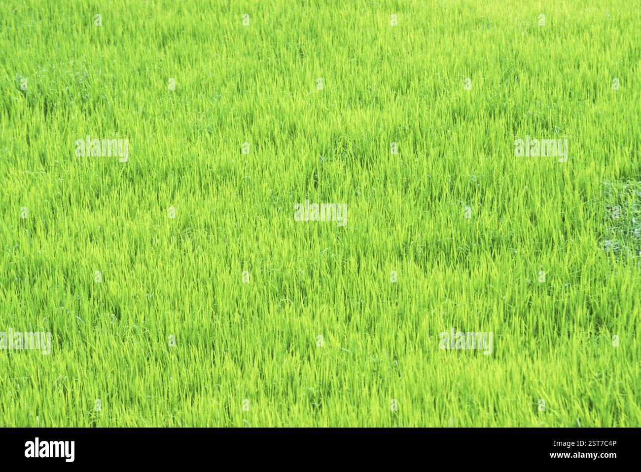 Empty rice field hi-res stock photography and images - Alamy