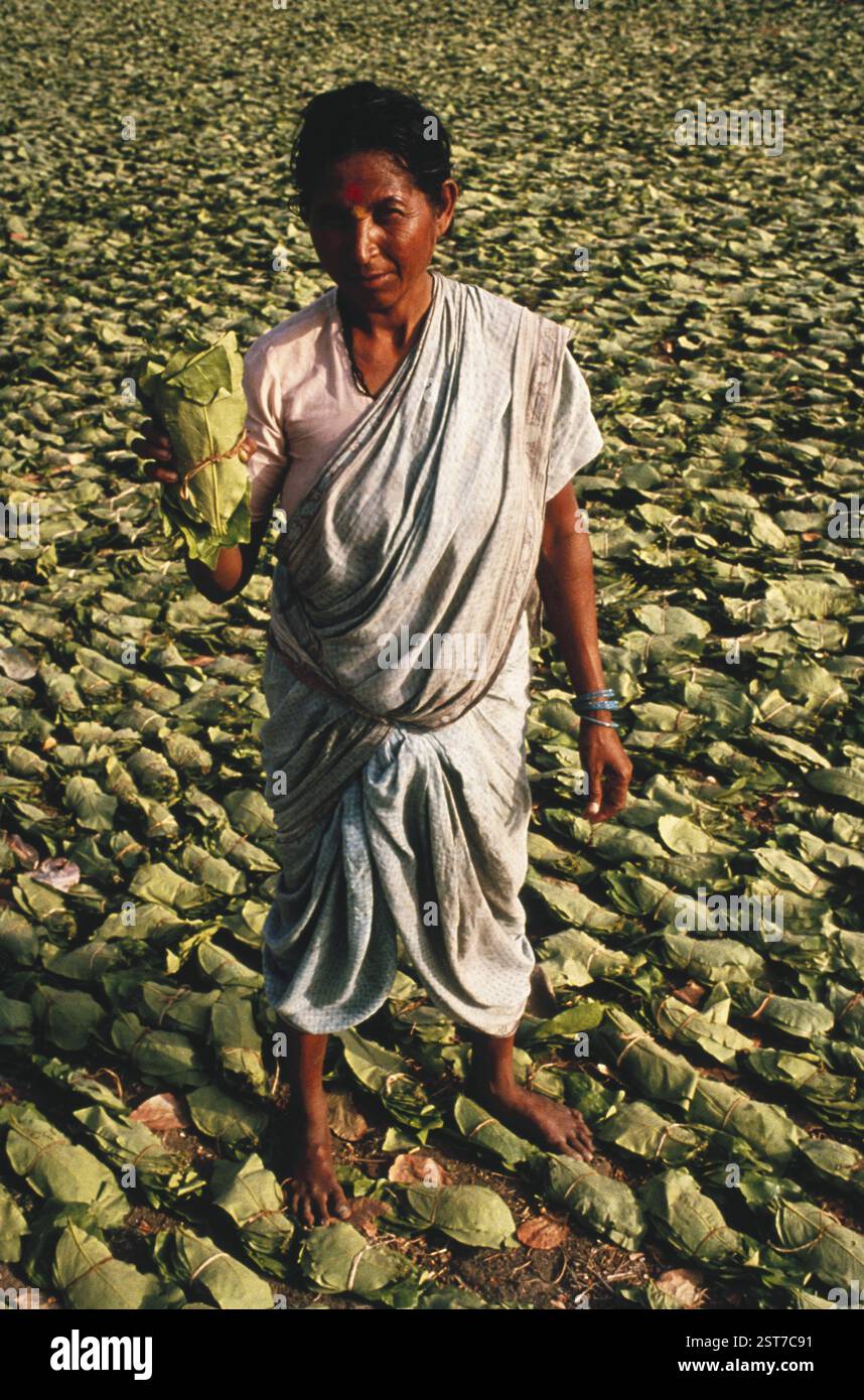 Woman working in field holding a bundle of tendu leaves used in bidi ...